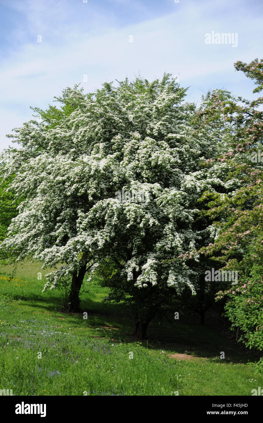 Crataegus laciniata hi-res stock photography and images - Alamy