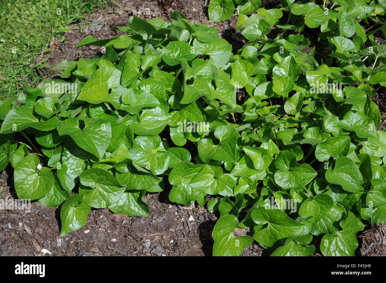 Western wild ginger Stock Photo - Alamy