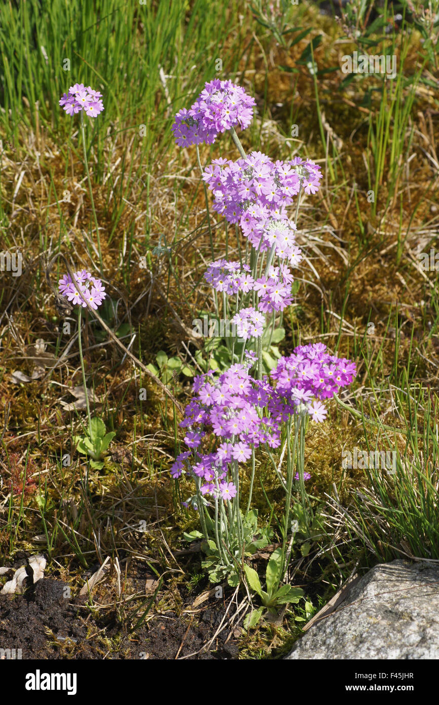 Birds eye primrose Stock Photo - Alamy
