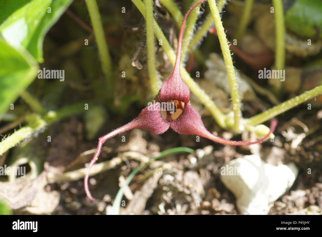 Western wild ginger Stock Photo - Alamy