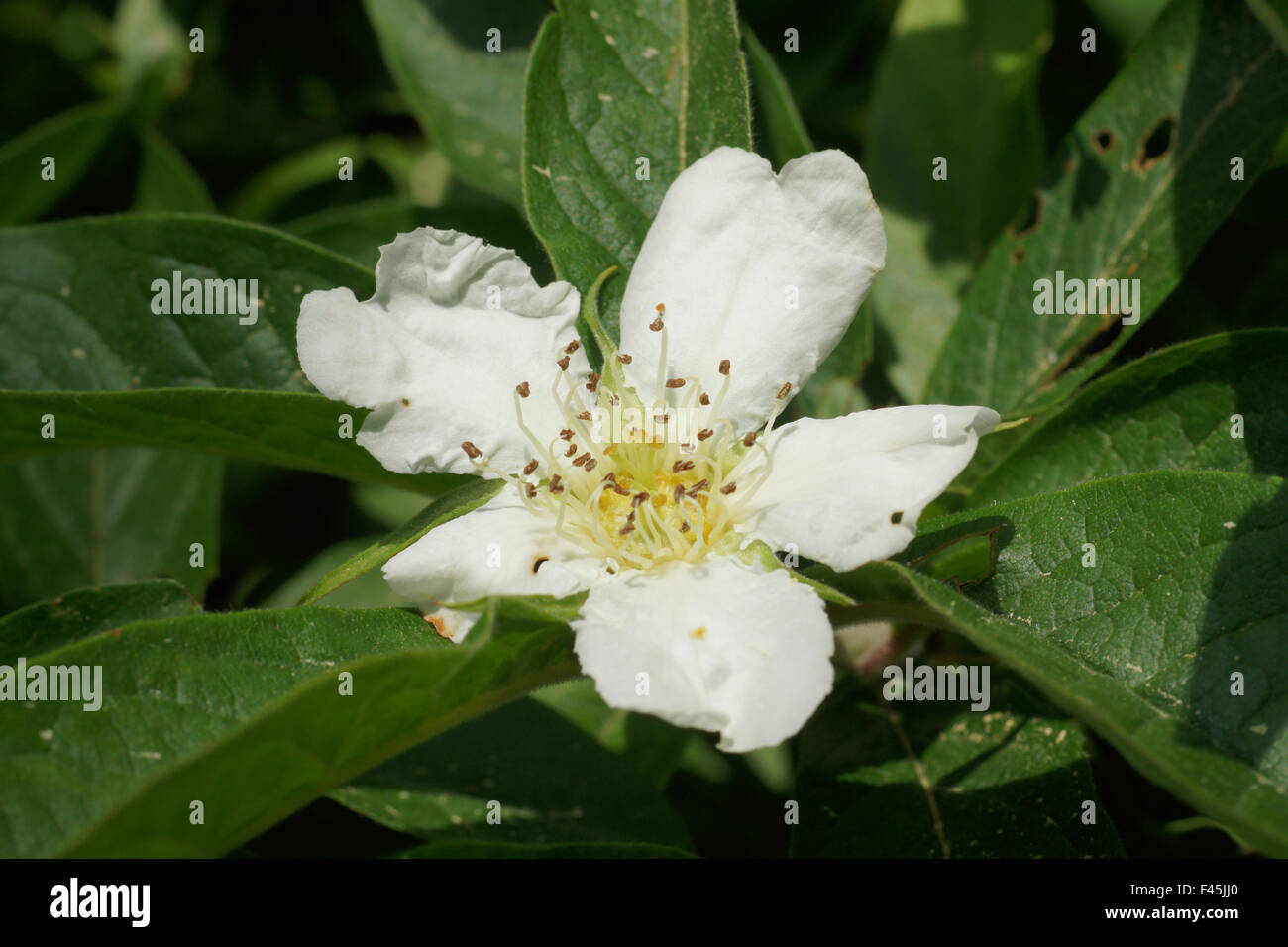 Medlartree hi-res stock photography and images - Alamy
