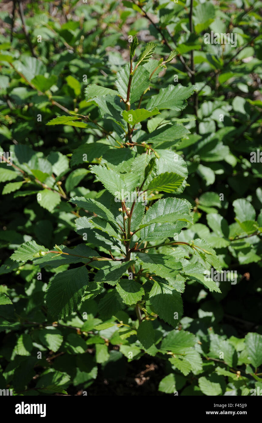 Grunerlen hi-res stock photography and images - Alamy