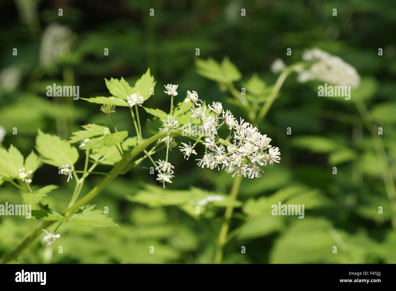 Baneberries hi-res stock photography and images - Alamy