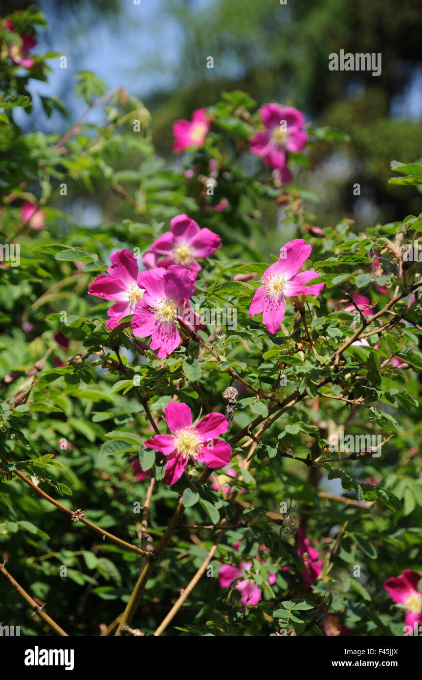Alpenrose rosa pendulina hi-res stock photography and images - Alamy