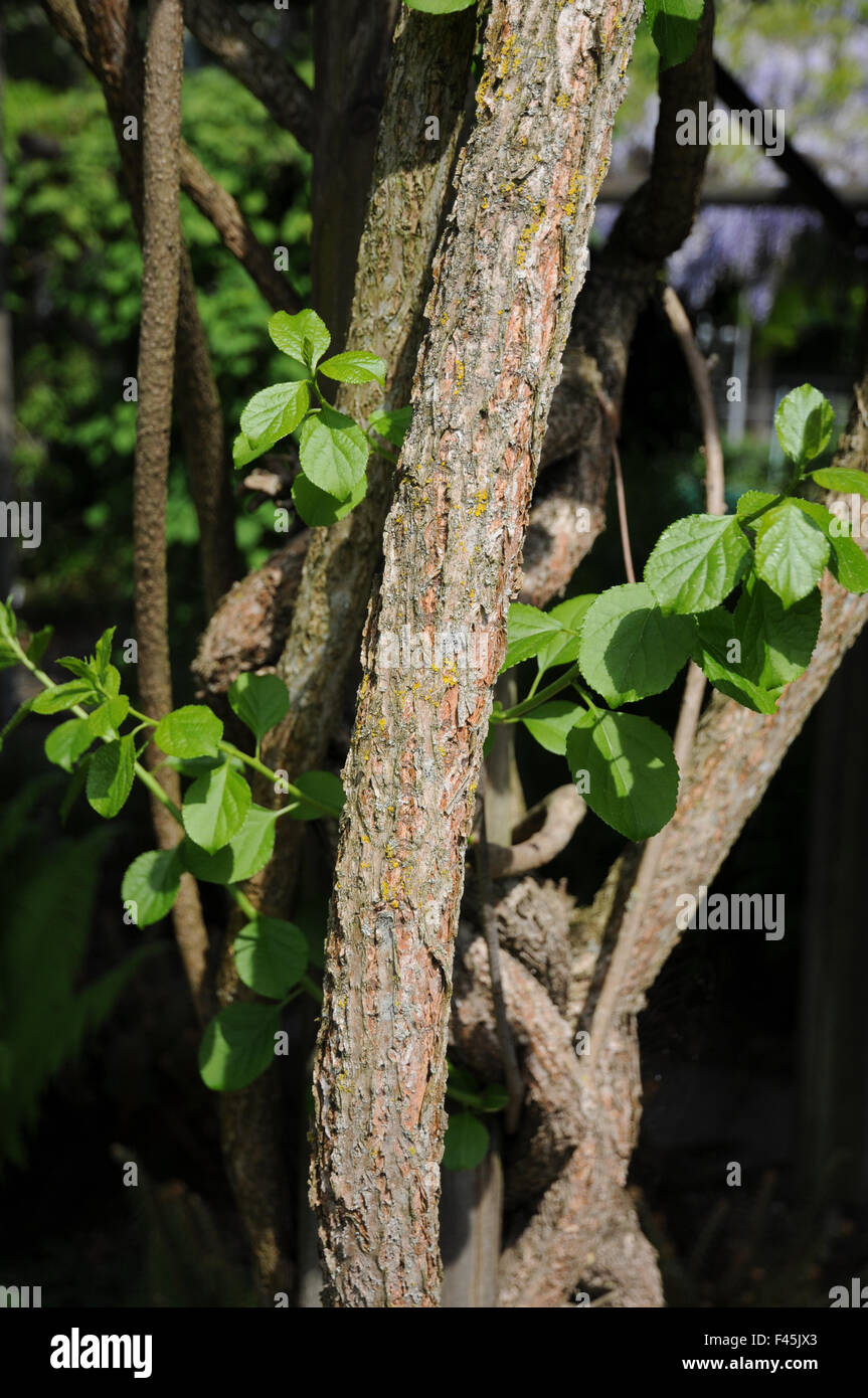 American bittersweet hi-res stock photography and images - Alamy