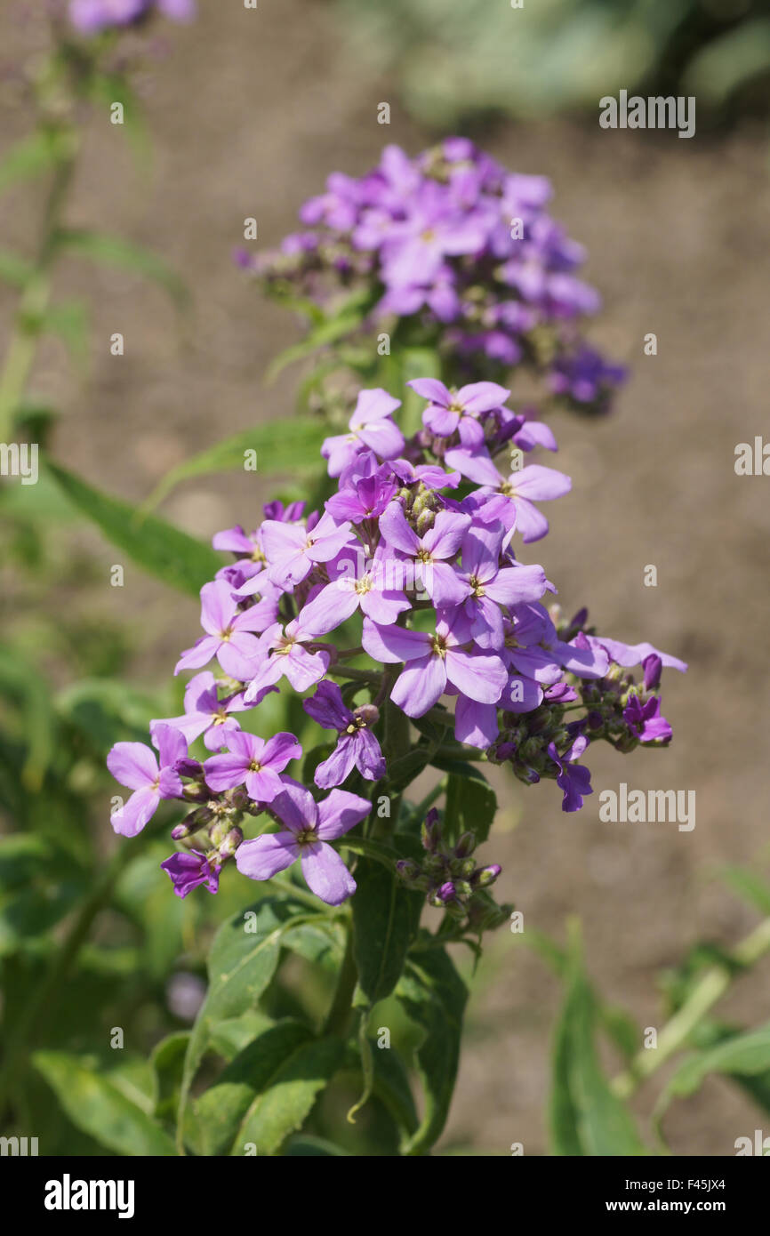 Rogues gilliflower hi-res stock photography and images - Alamy