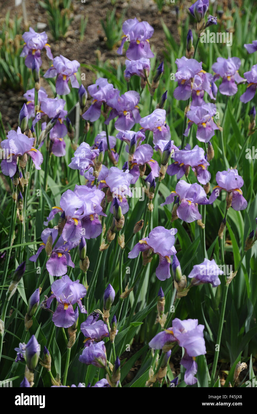 Sweet iris hi-res stock photography and images - Alamy