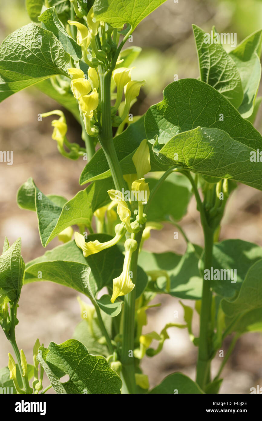 Birthworts hi-res stock photography and images - Alamy