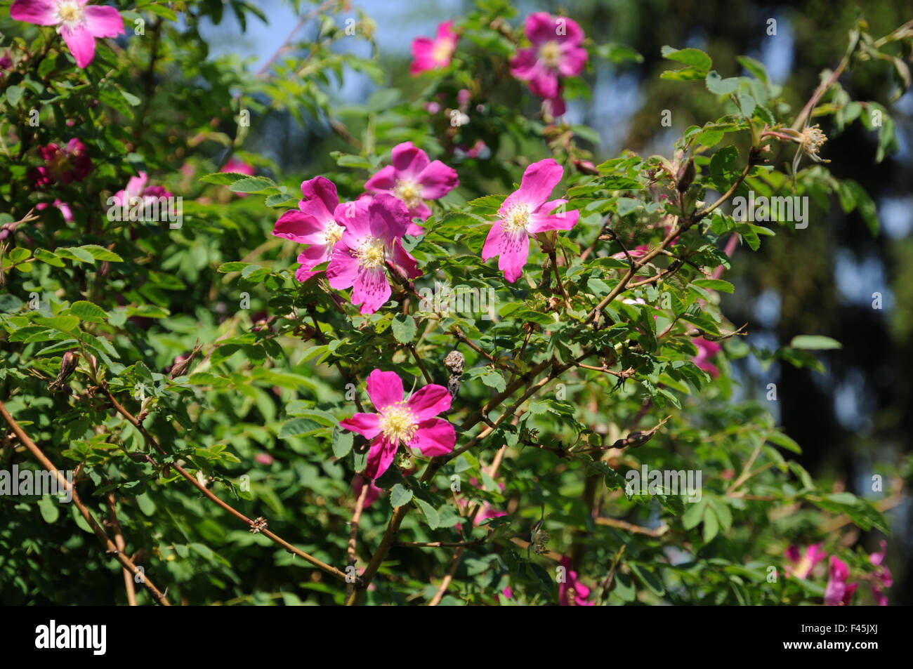 Alpine Rose (rosa Pendulina) Stock Photos & Alpine Rose (rosa Pendulina ...