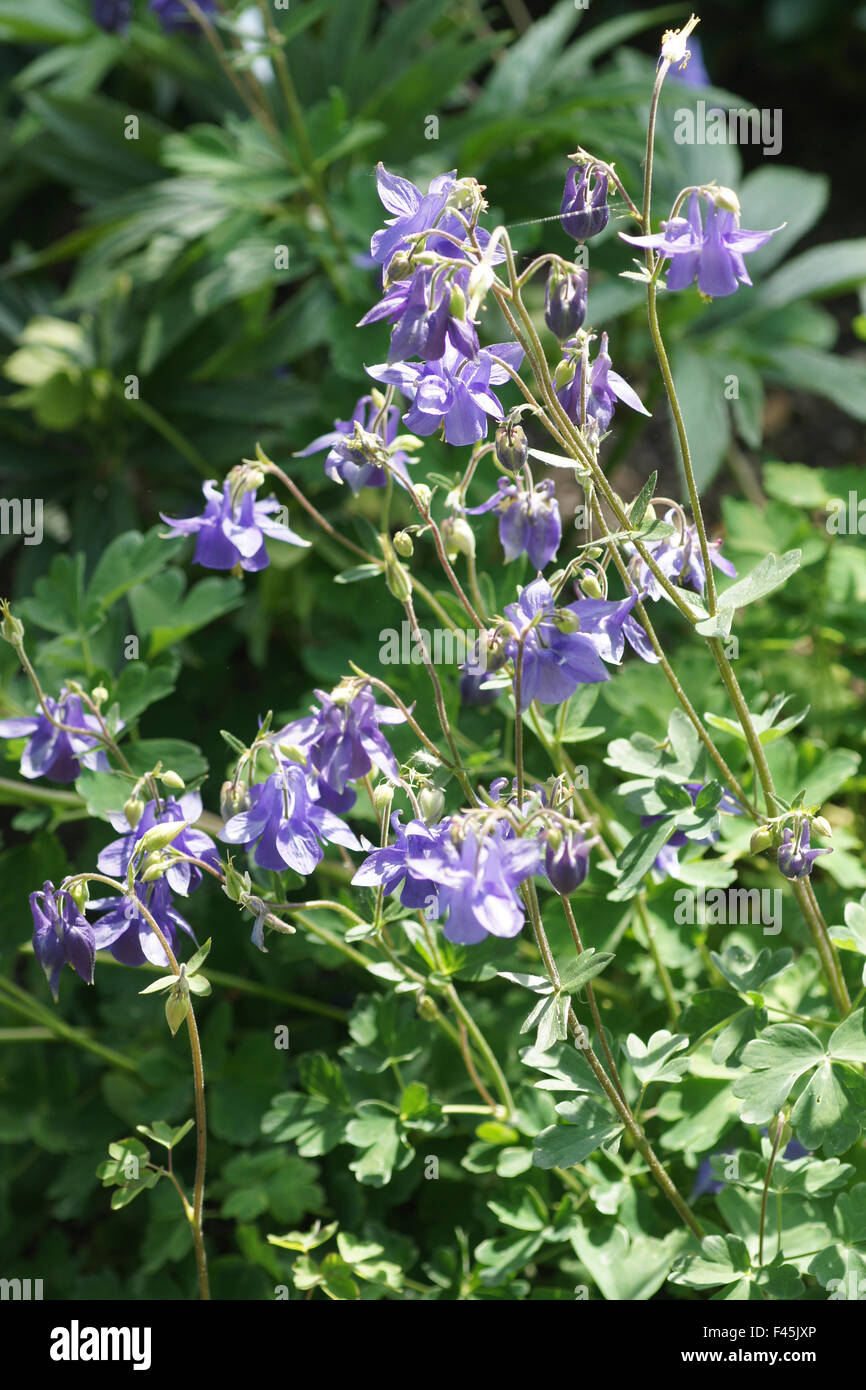 Alpine columbine hi-res stock photography and images - Alamy