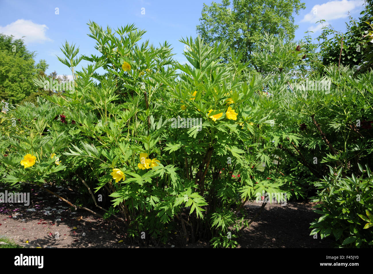 Yellow tree peony hi-res stock photography and images - Alamy