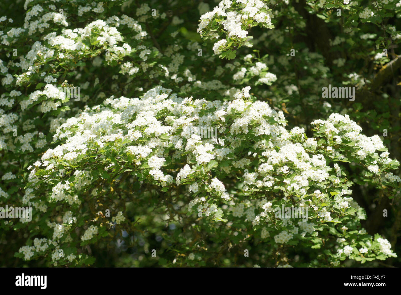 Single seed hi-res stock photography and images - Alamy