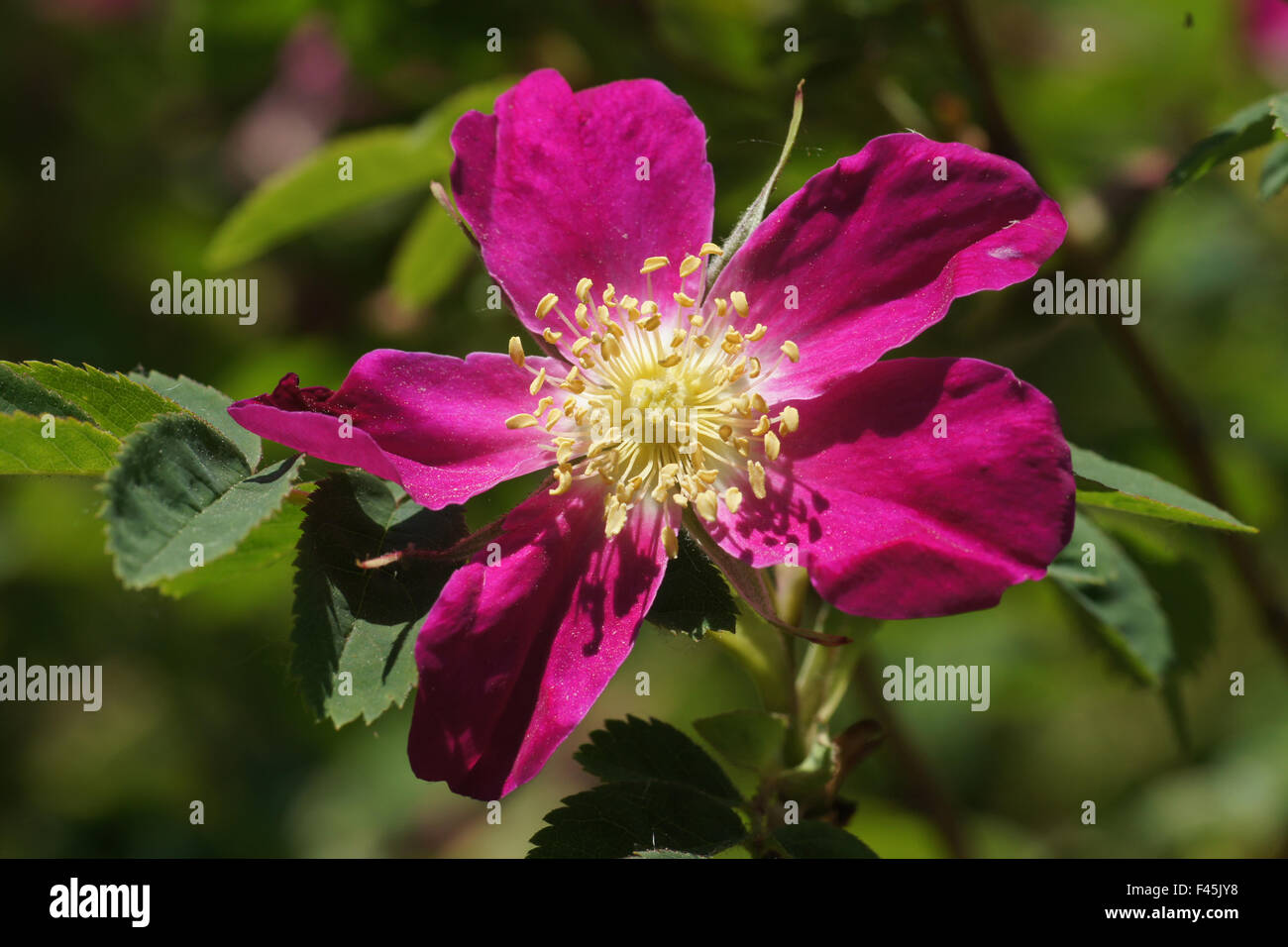 Bergrose hi-res stock photography and images - Alamy