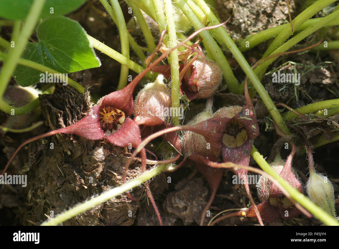 Western wild ginger Stock Photo - Alamy