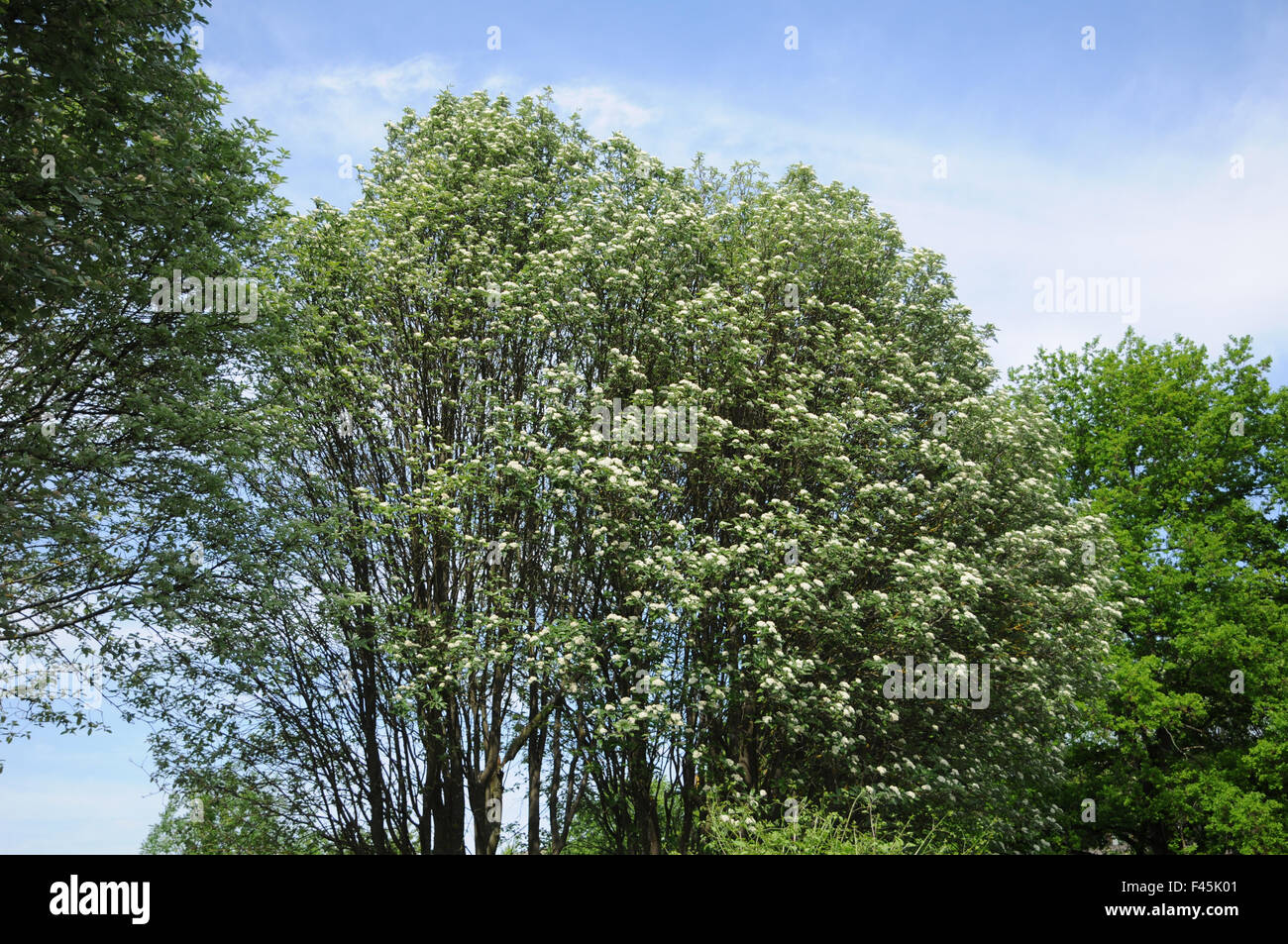 Scottish whitebeam hi-res stock photography and images - Alamy