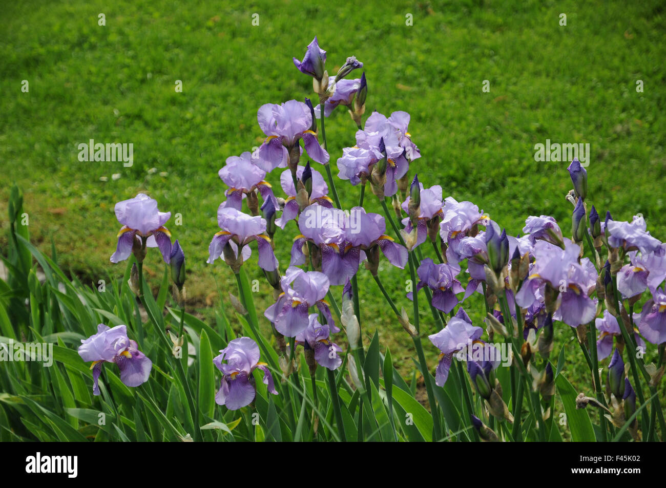 Sweet iris hi-res stock photography and images - Alamy