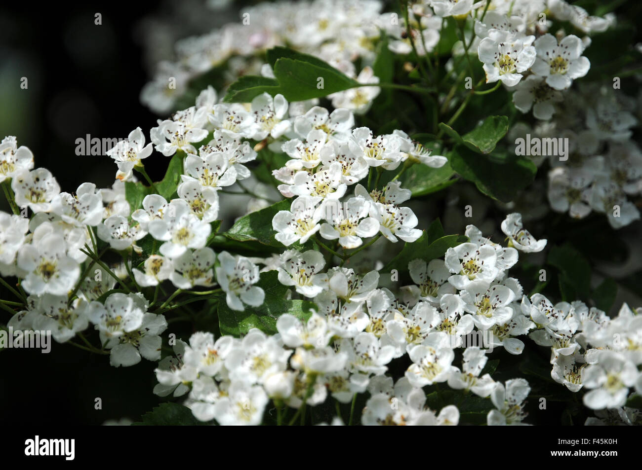 Crataegus laciniata hi-res stock photography and images - Alamy