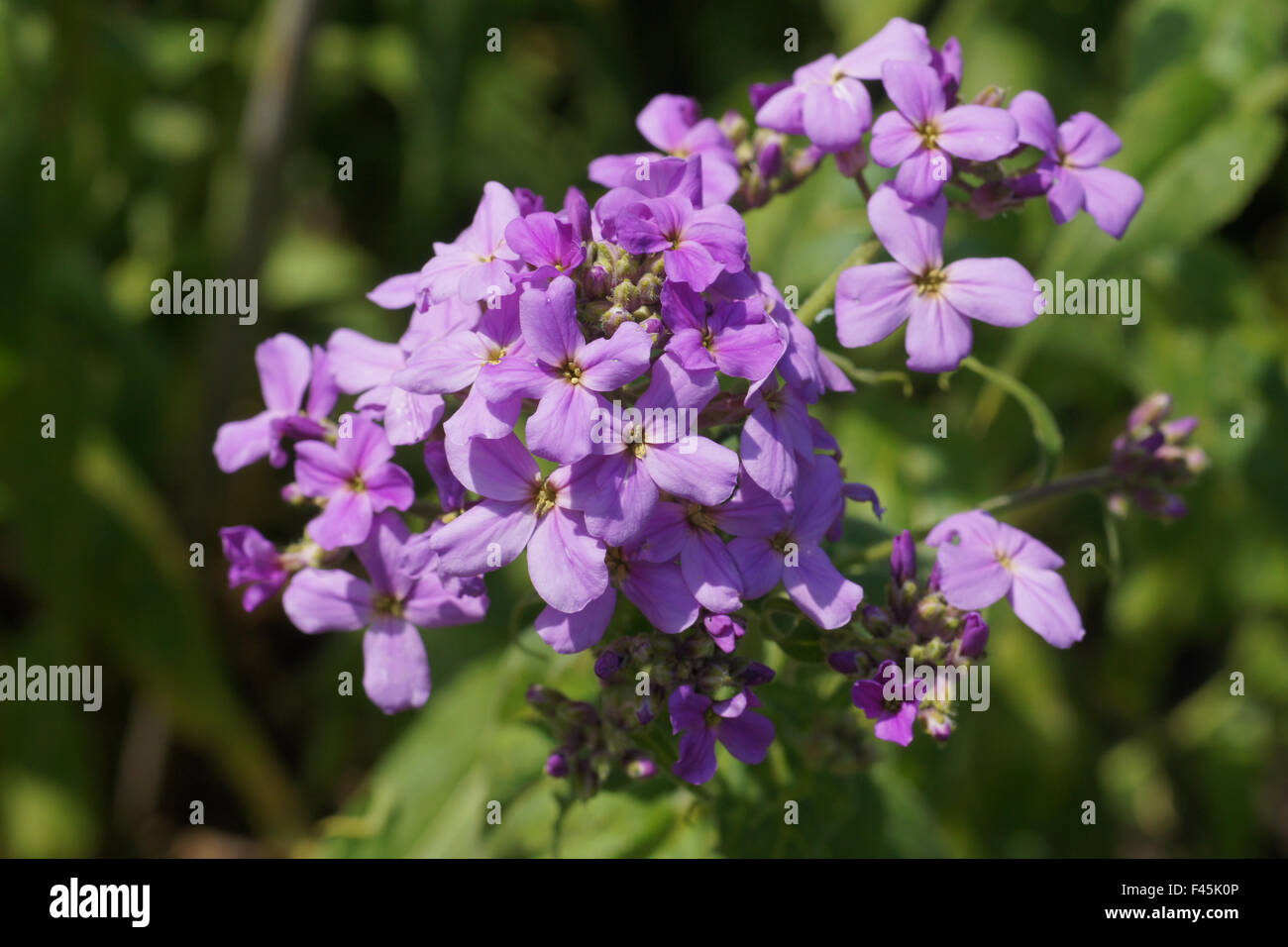 Night scented gilliflower hi-res stock photography and images - Alamy