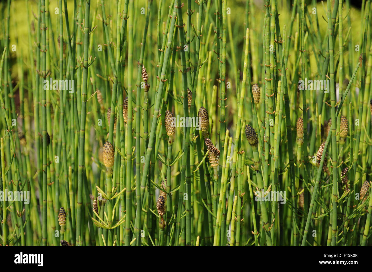 Water horsetail plants hi-res stock photography and images - Alamy