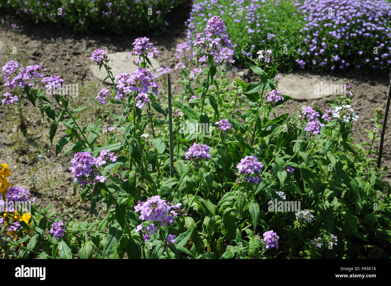 Queens Gilliflower High Resolution Stock Photography and Images - Alamy