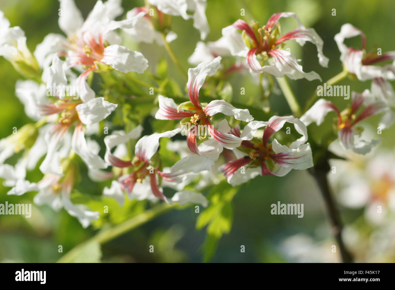 Yellowhorn hi-res stock photography and images - Alamy