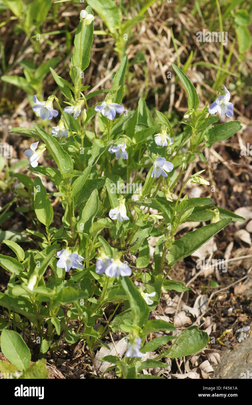 Fen violet hi-res stock photography and images - Alamy