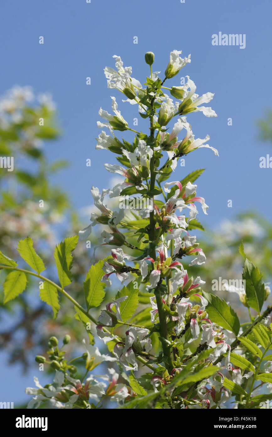 Yellowhorn hi-res stock photography and images - Alamy