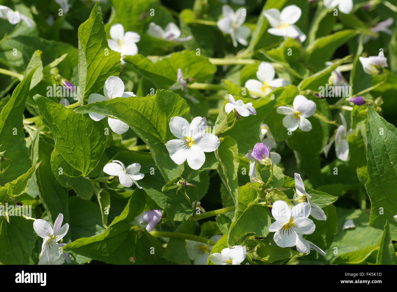 White canadian violet Stock Photo - Alamy