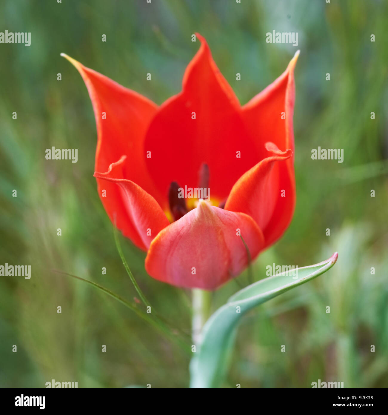 Beautiful red wild tulip Stock Photo - Alamy
