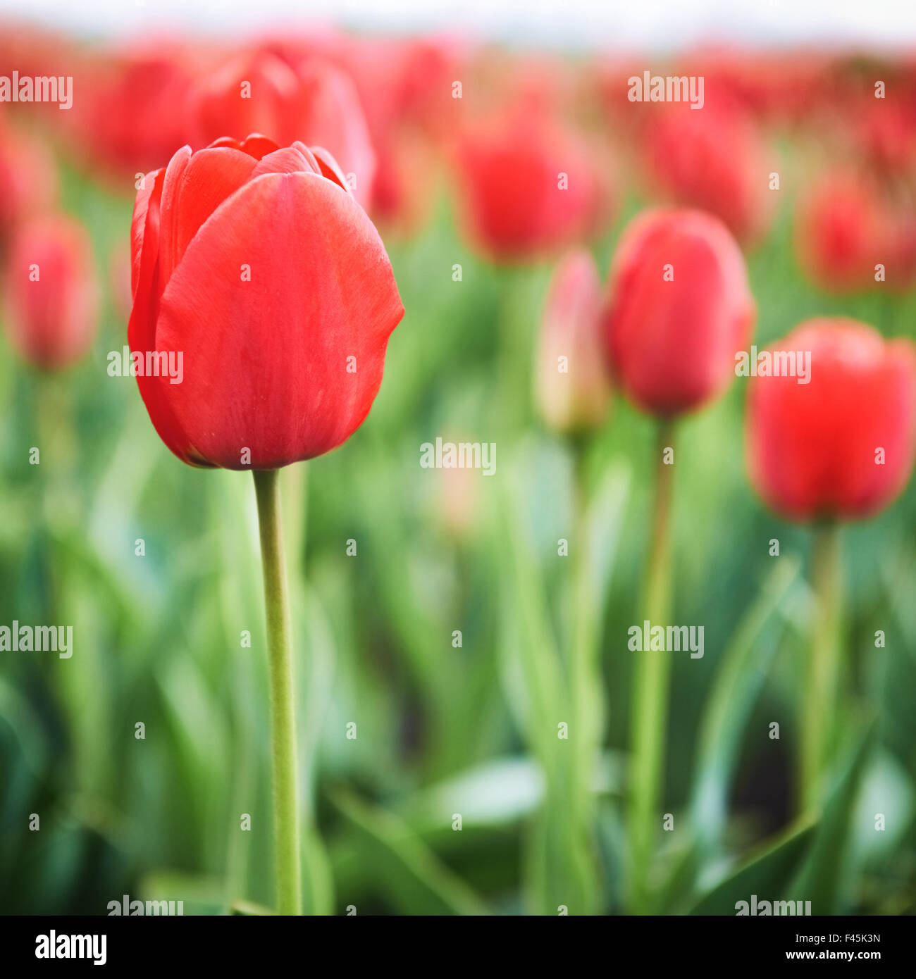 Field of beautiful red tulips Stock Photo - Alamy