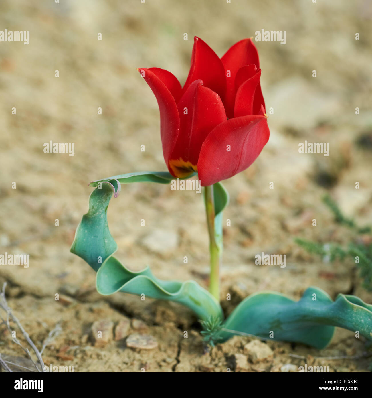 Red wild tulip hi-res stock photography and images - Alamy