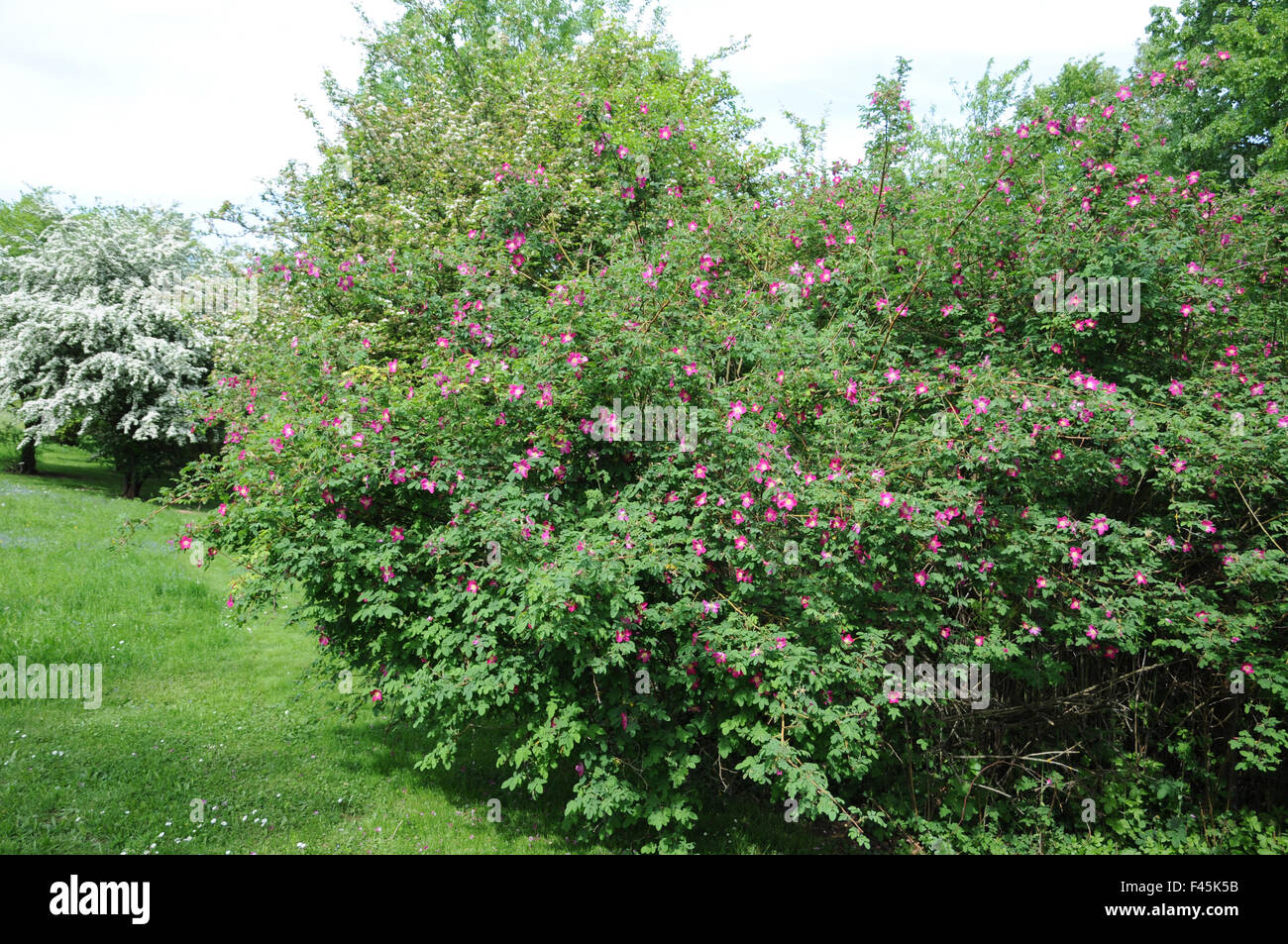 Alpine rose (rosa pendulina) hi-res stock photography and images - Alamy