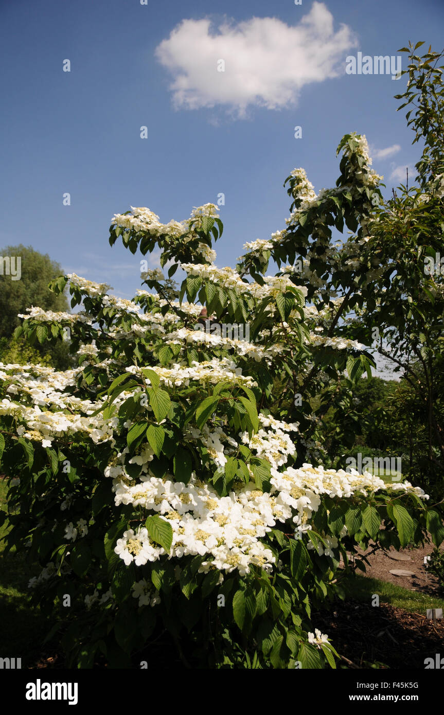 Doublefile viburnum hi-res stock photography and images - Alamy