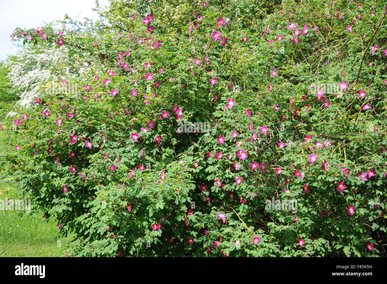 Alpine rose (rosa pendulina) hi-res stock photography and images - Alamy