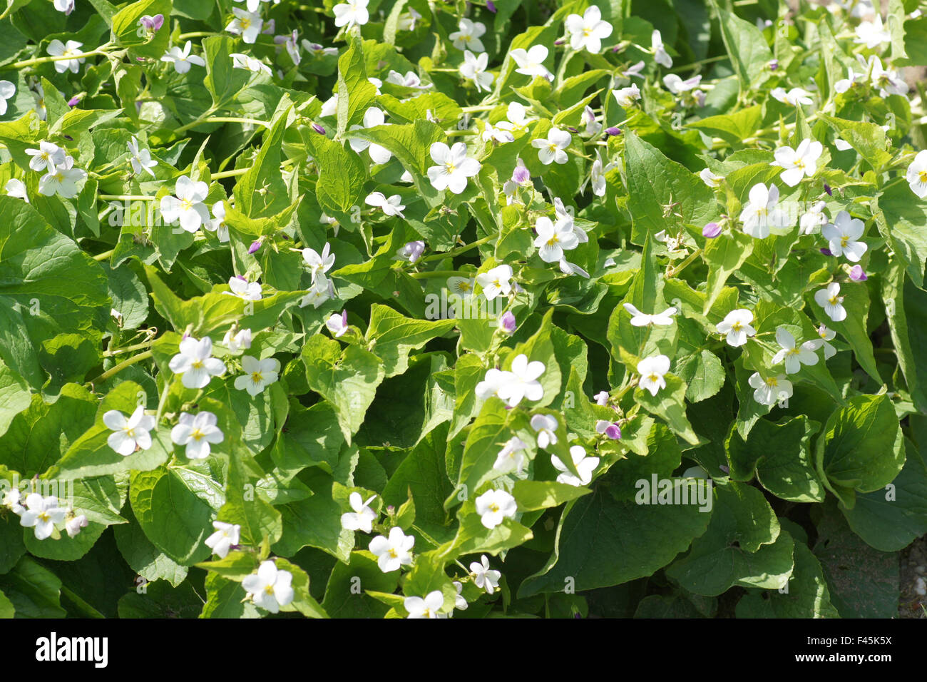 Viola canadensis variegata rugulosa hi-res stock photography and images ...