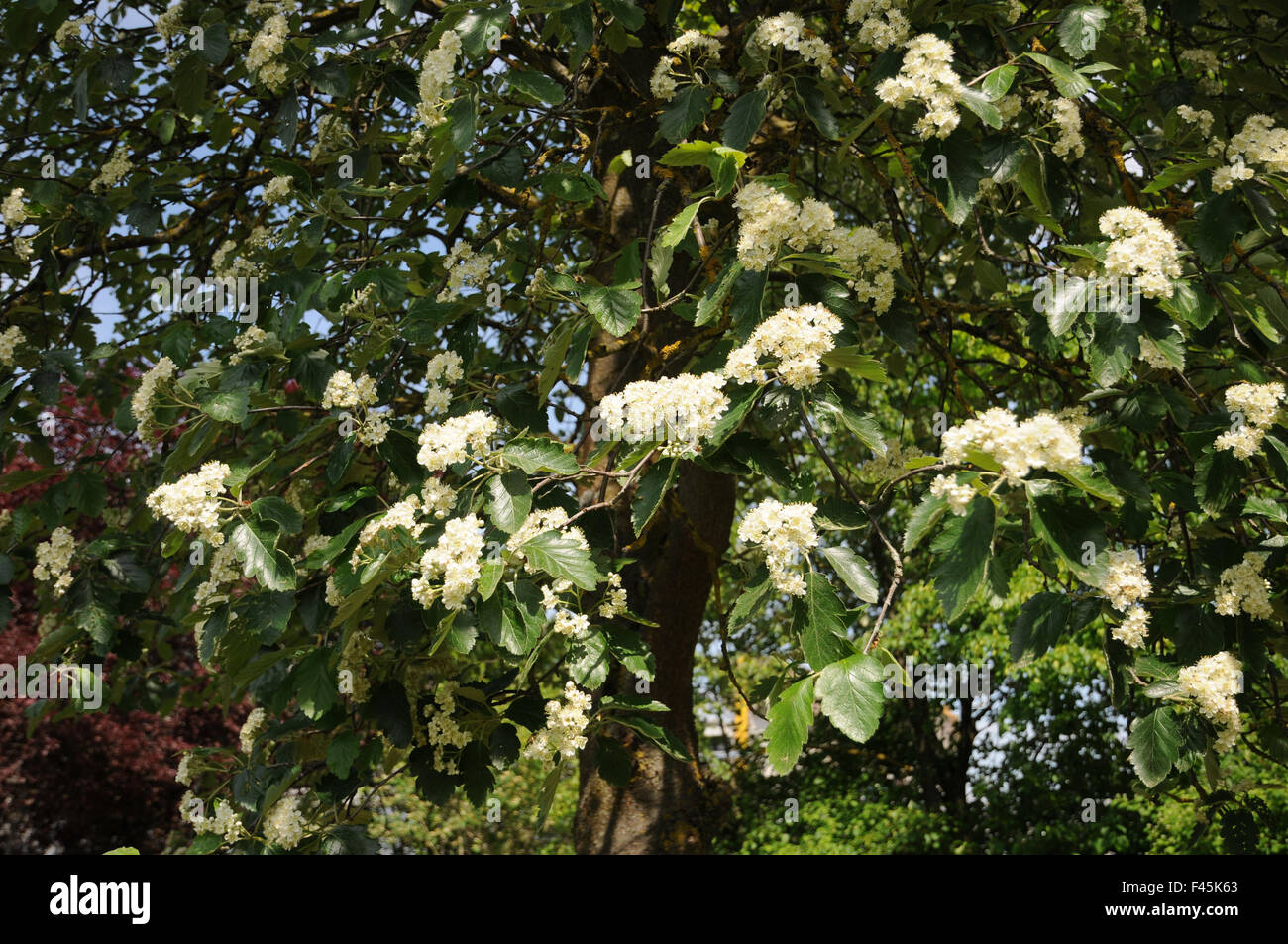 Sorbus x intermedia hi-res stock photography and images - Alamy