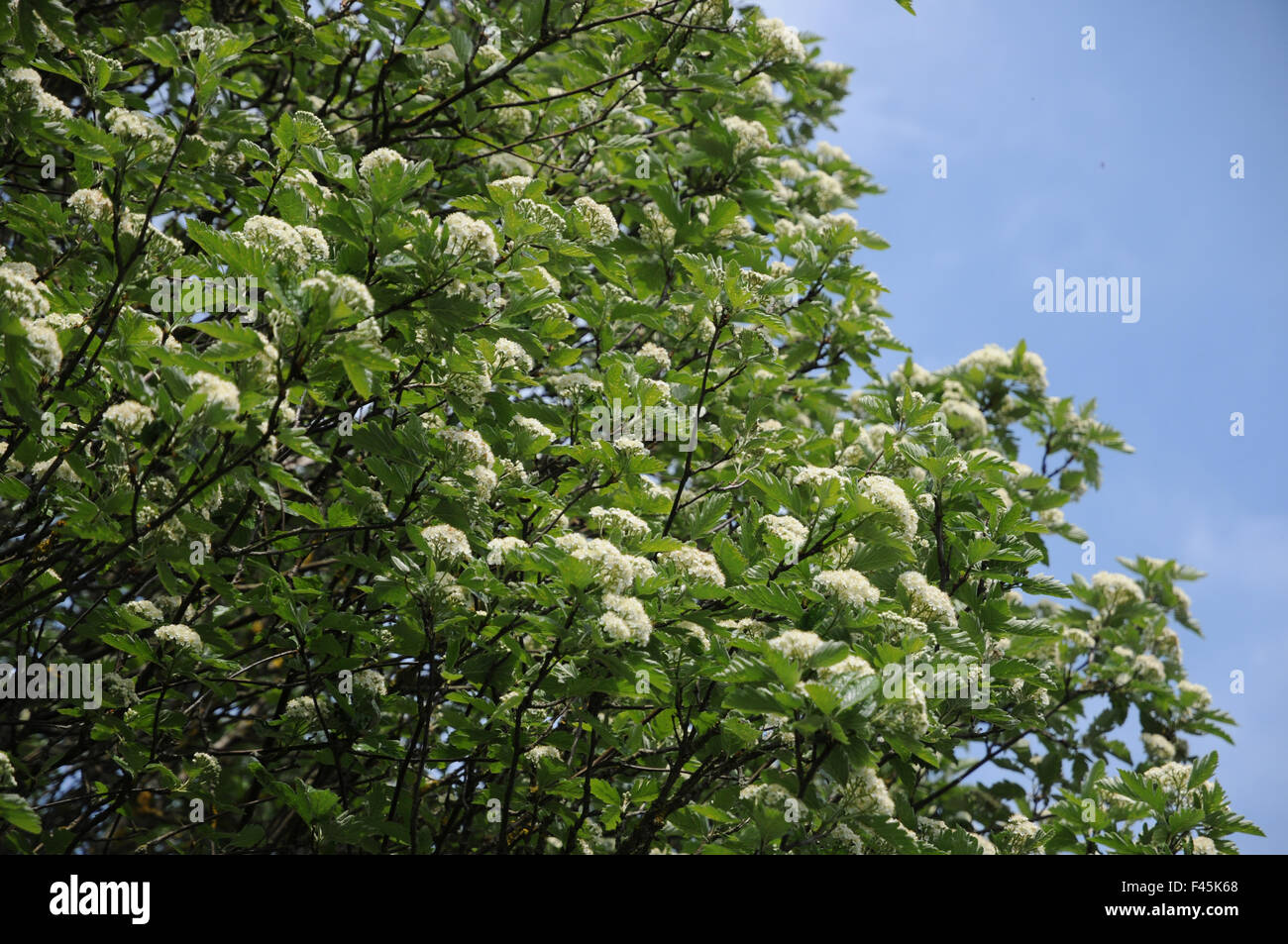 Scottish whitebeam hi-res stock photography and images - Alamy