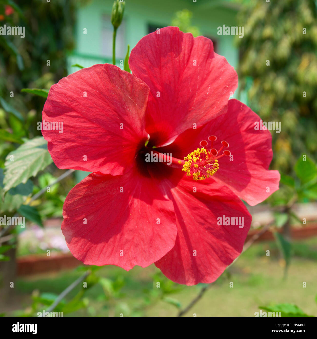 Hibiscus rosa sinensis leaf hi-res stock photography and images - Alamy