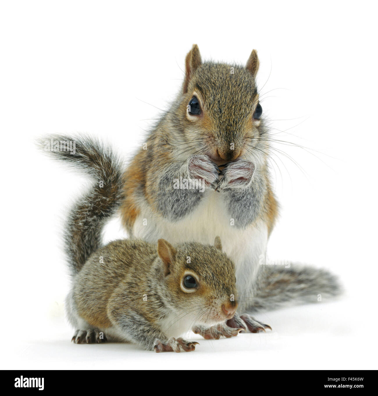 Eastern Gray Squirrel