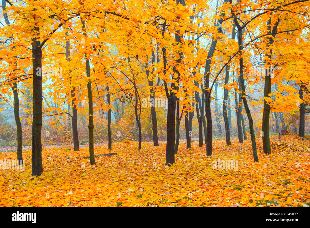 Beautiful autumn forest Stock Photo - Alamy