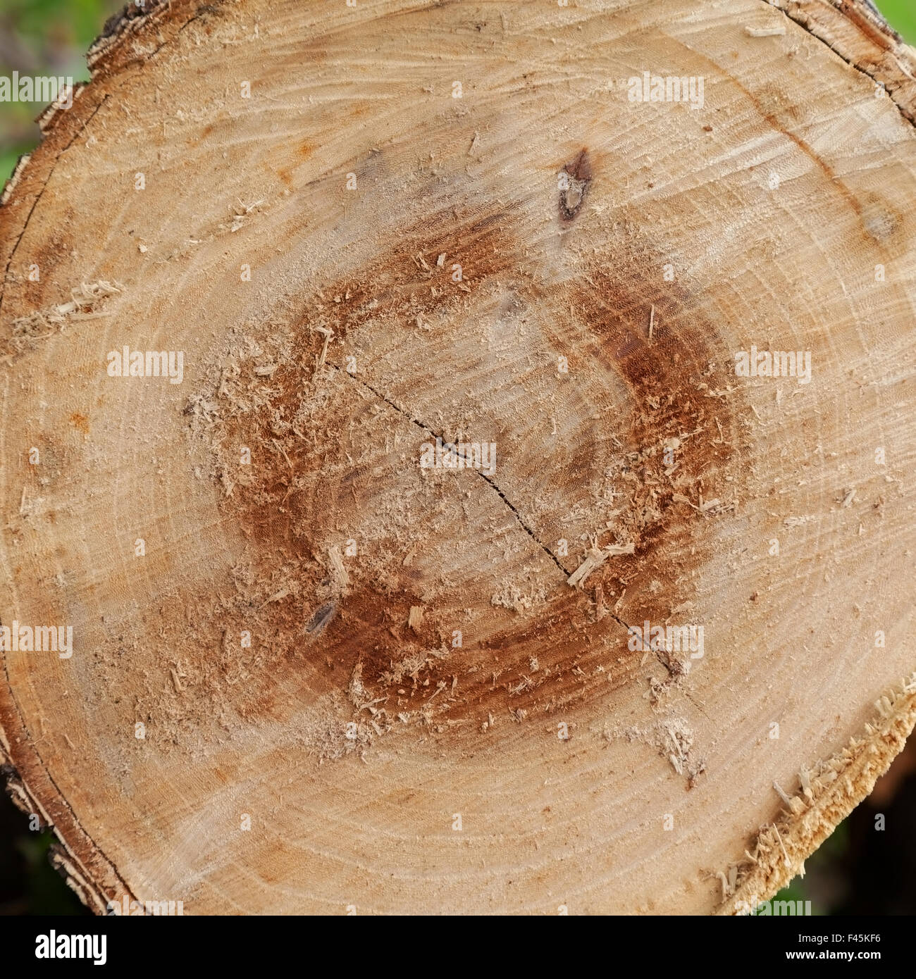 cut tree closeup with rings. texture Stock Photo - Alamy