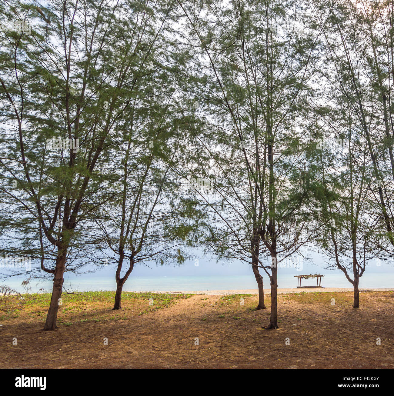 Tree facing beach with blue skies Stock Photo - Alamy