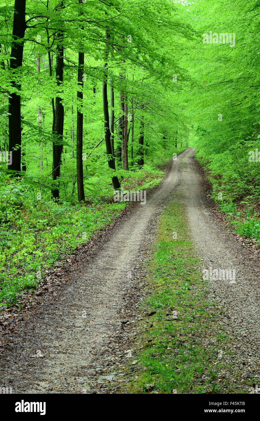 forest, path, spring Stock Photo - Alamy
