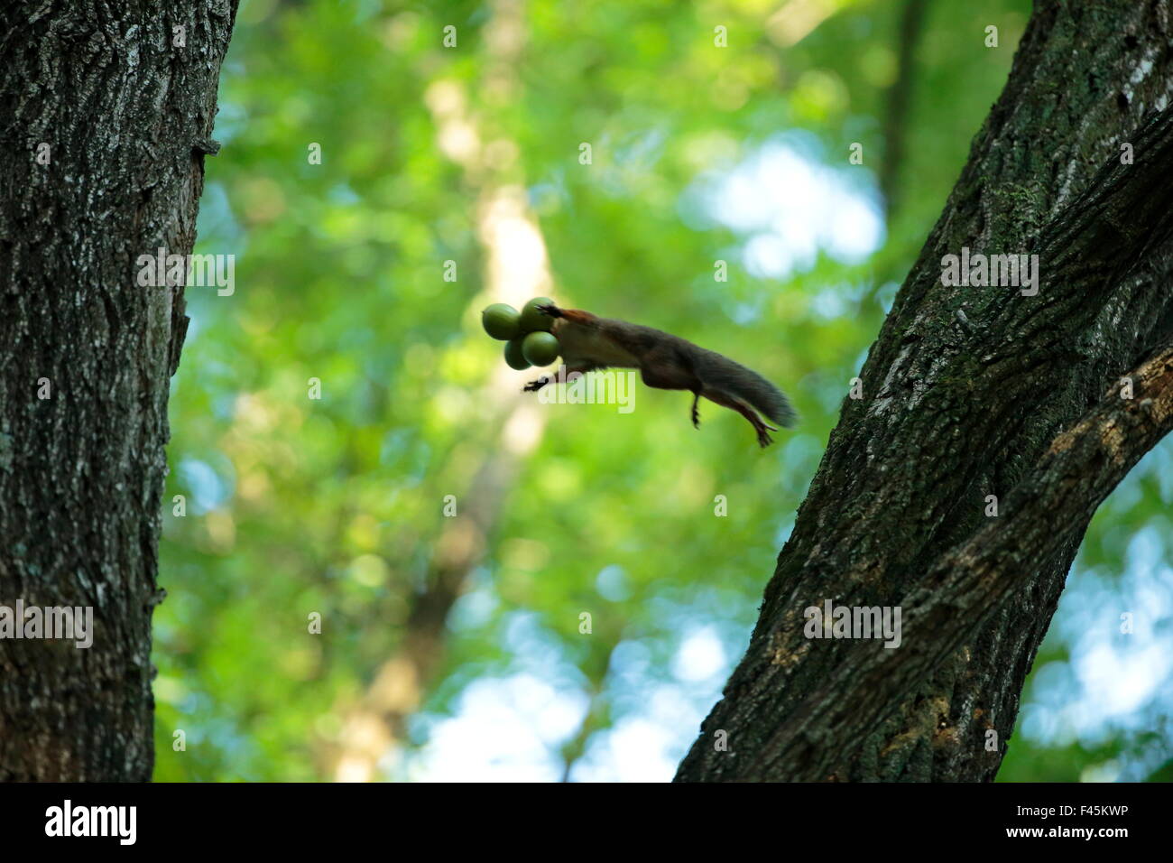 Japanese squirrel (Sciurus lis) jumping from tree to tree with four ...