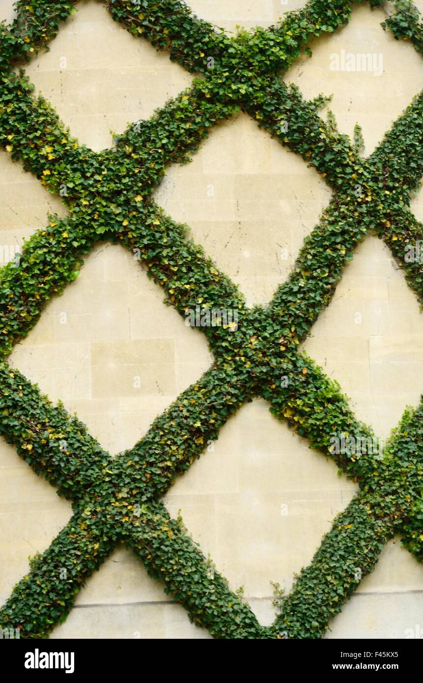 Ivy in Pattern on wall Stock Photo - Alamy