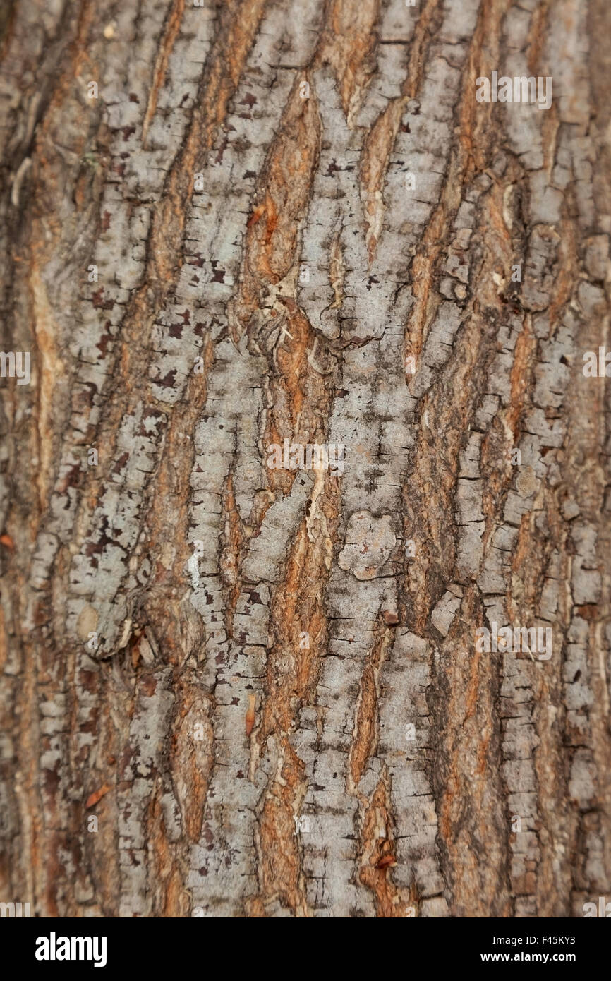 cracked tree bark pattern closeup Stock Photo - Alamy