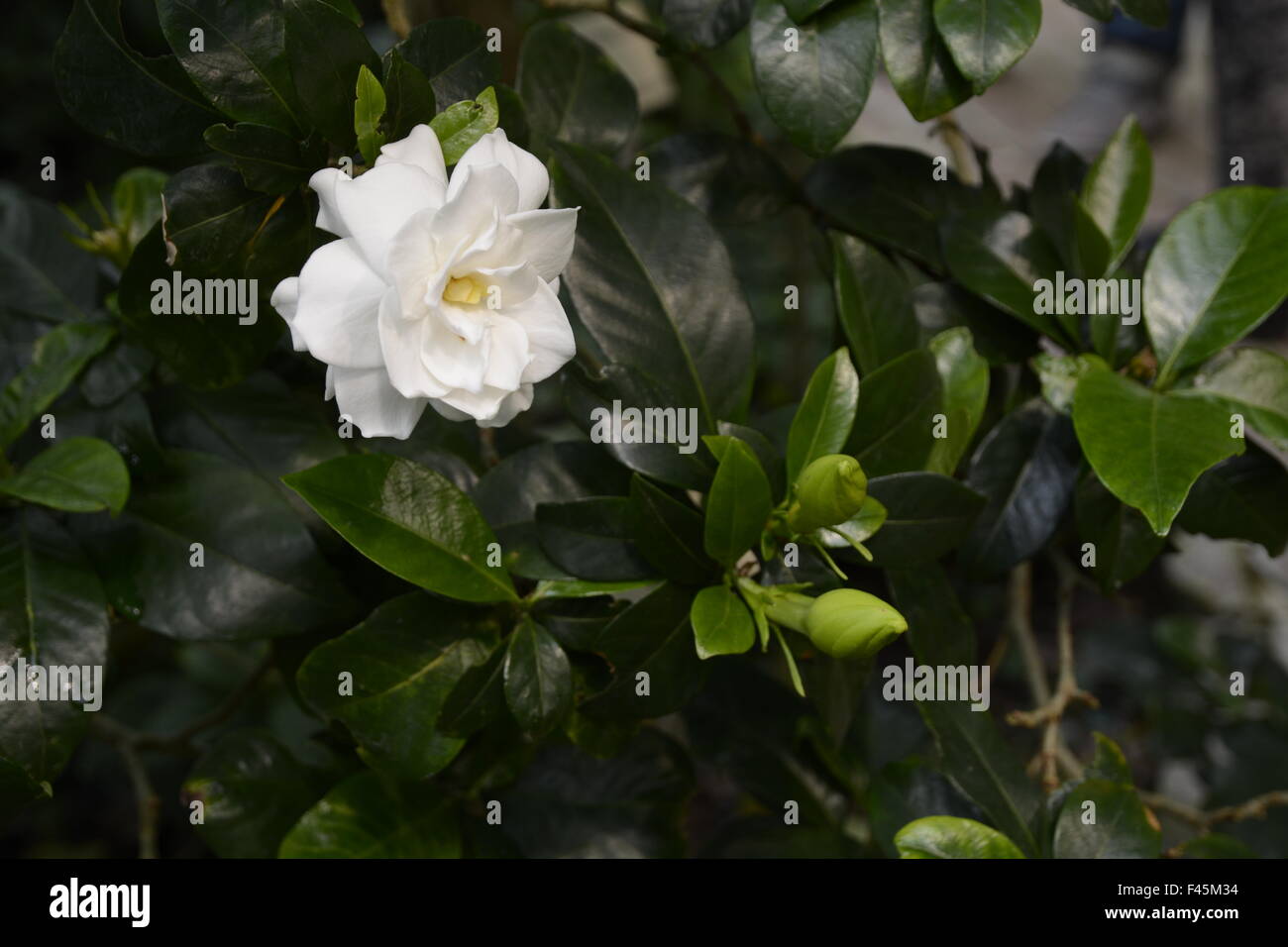 White gardenia flower hi-res stock photography and images - Alamy