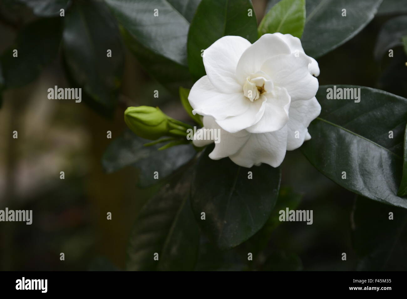 Gardenia hi-res stock photography and images - Alamy