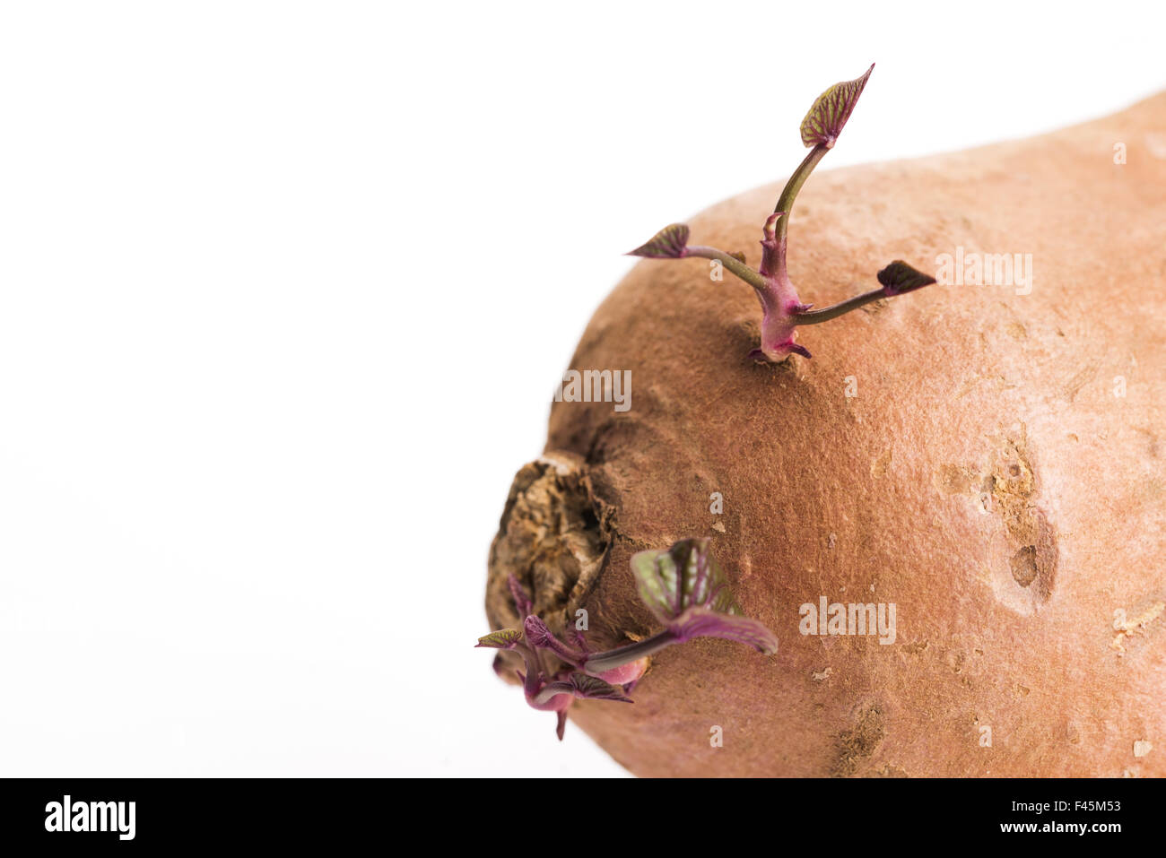 Sweet potato with sprout, white background Stock Photo - Alamy