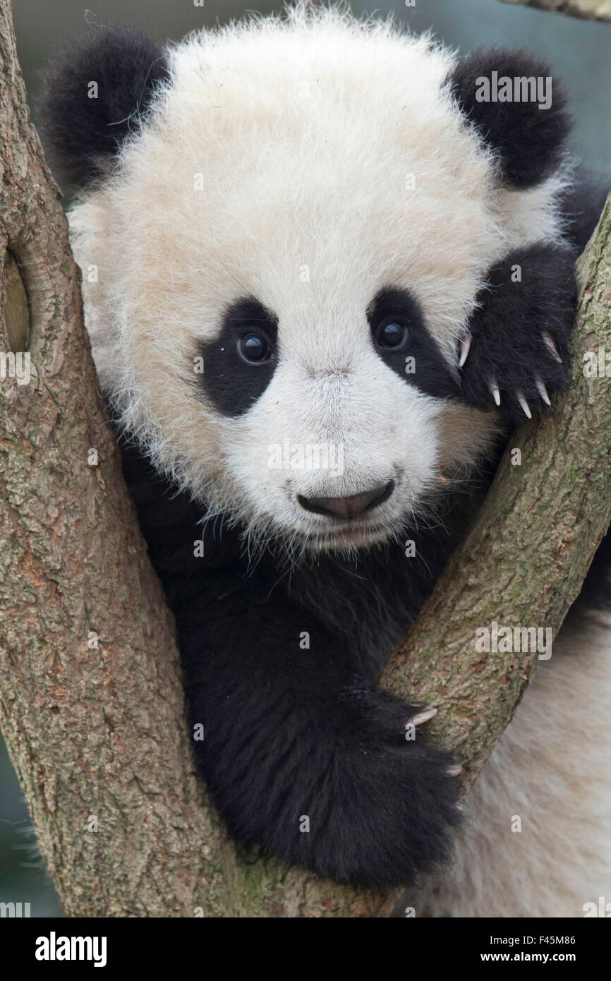 Giant Panda (Ailuropoda melanoleuca) cub climbing tree. Chengdu, China ...